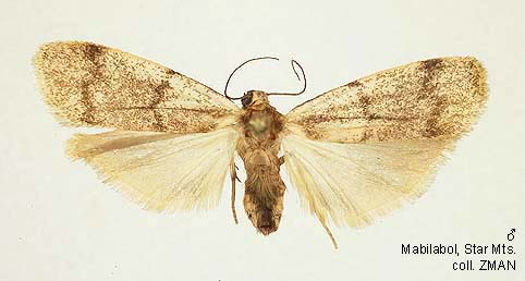 Papua Insects Foundation (Lepidoptera/Erebidae(Arctiinae)/Lambula ...